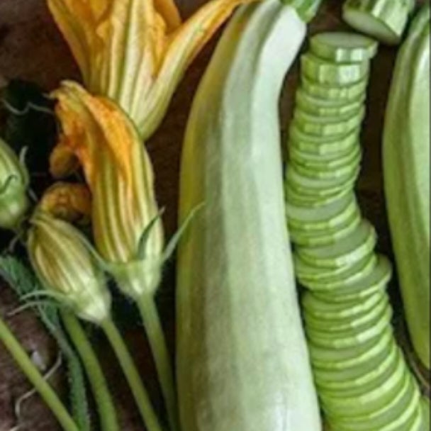 Squash, Long White of Palermo Zucchini | San T Farms